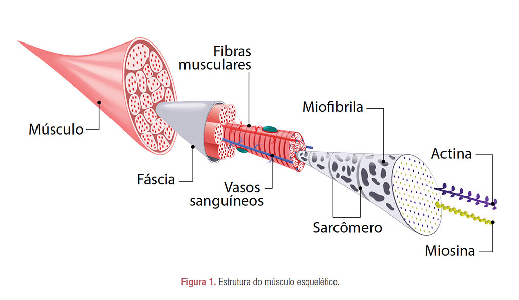 Miosina E Actina